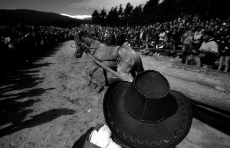 Bulgarian Spectators Watch Horse Contest During Editorial Stock Photo ...