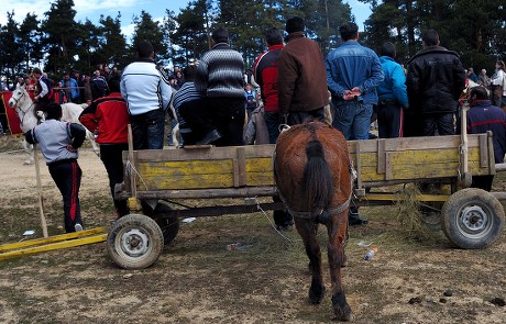 Bulgarian Spectators Watch Horse Contest During Editorial Stock Photo ...