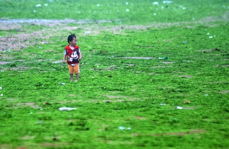Child Stands Middle Seaweed Called Enteromorpha - Foto de stock de ...