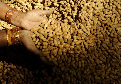 Visitor Walks Behind Plate Boiled Groundnuts Editorial Stock Photo ...