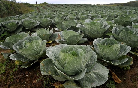 View Cabbage Fields East Khasi Hills Editorial Stock Photo - Stock ...