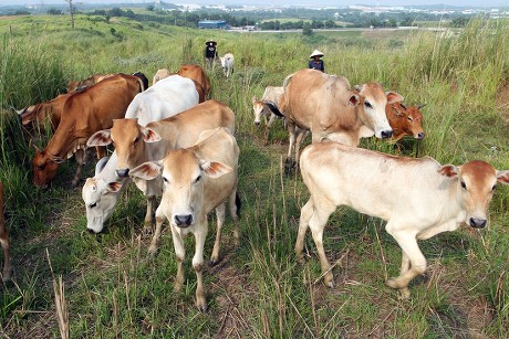 Indonesian Farmers Their Cows They Graze Editorial Stock Photo - Stock ...