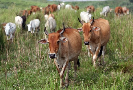 Indonesian Farmer His Cows They Graze Editorial Stock Photo - Stock ...