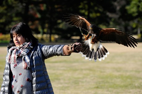 Harris Hawk Lands On Arm Japanese Editorial Stock Photo - Stock Image ...