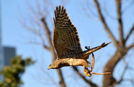 Japan Falconry - Dec 2010 Stock Pictures, Editorial Images and Stock ...