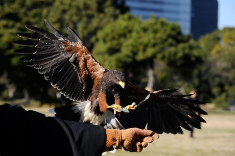 Japan Falconry - Dec 2010 Stock Pictures, Editorial Images and Stock ...