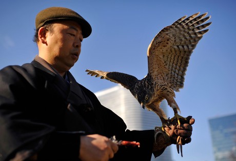 Japan Falconry - Dec 2010 Stock Pictures, Editorial Images and Stock ...