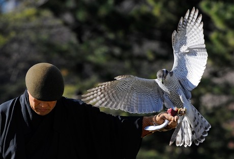 Japan Falconry - Dec 2010 Stock Pictures, Editorial Images and Stock ...
