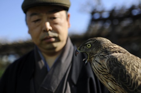 Japan Falconry - Dec 2010 Stock Pictures, Editorial Images and Stock ...