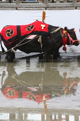 Sacred Cow Stands Rice Field During Editorial Stock Photo - Stock Image ...