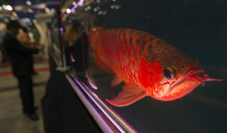 Asian Freshwater Fish Red Arowana Pictured Editorial Stock Photo ...