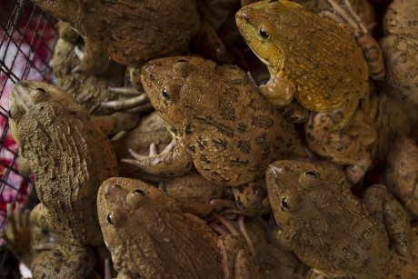 Lived Paddy Field Frogs Sale On Editorial Stock Photo - Stock Image ...