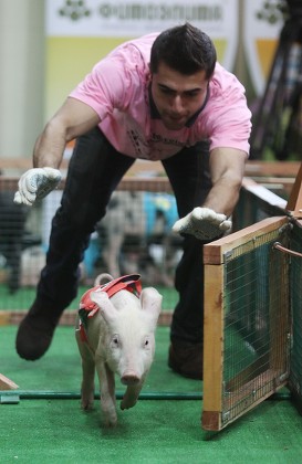 Assistant Releases Piglet During Piglet Race Editorial Stock Photo ...