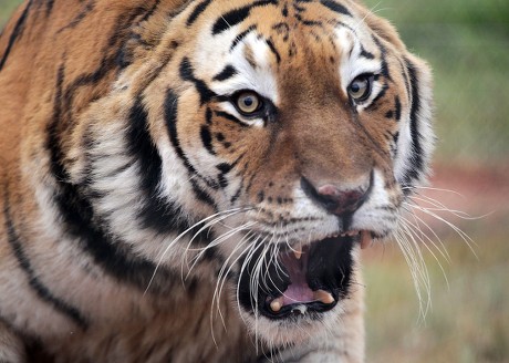 Martin 8yearold Bengal Tiger Released Lionsrock Editorial Stock Photo ...