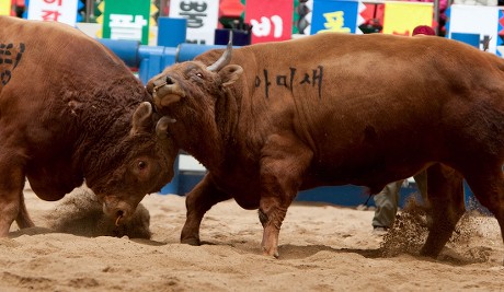 Two Bulls Fight During Bullfighting Festival Editorial Stock Photo ...