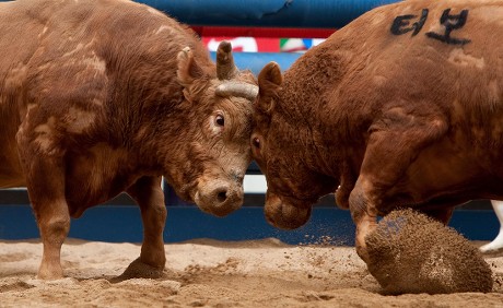 Two Bulls Fight During Bullfighting Festival Editorial Stock Photo ...