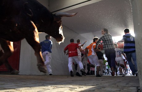 Fighting Bulls El Pilar Ranch Stampede Editorial Stock Photo - Stock ...