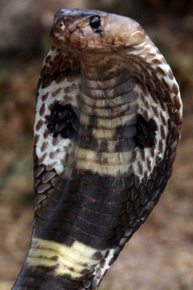 fotos de Hood Spread Wide Sri Lankan Cobra - Foto de stock de contenido ...