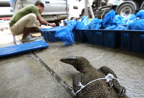 Bengal Monitor Lizard Tied Rope Before Editorial Stock Photo - Stock ...