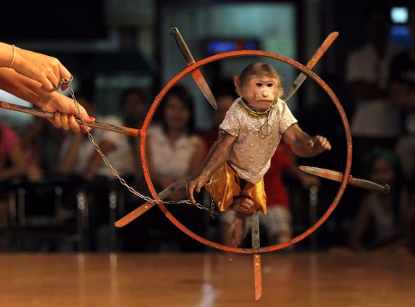 614 Baby Monkey Jumps Through Hoop Editorial Stock Photo - Stock Image ...