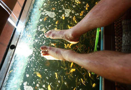Client Puts His Feet Into Fish Editorial Stock Photo - Stock Image ...