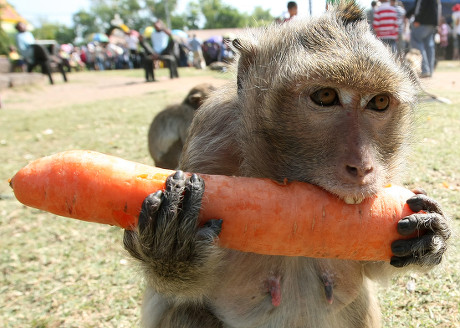 Monkey Eats Carrot During Feast 22nd Editorial Stock Photo - Stock ...