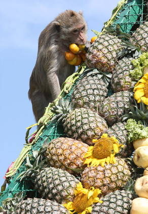 Monkey Eats Fruits During Feast 22nd Editorial Stock Photo - Stock ...