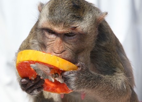 Monkeys Eat Fruits During Feast 22nd Editorial Stock Photo - Stock ...