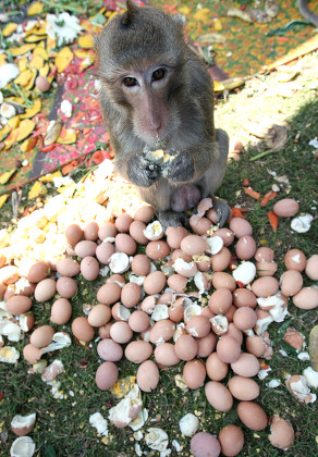 Monkey Eats Boiled Eggs During Feast Editorial Stock Photo - Stock ...