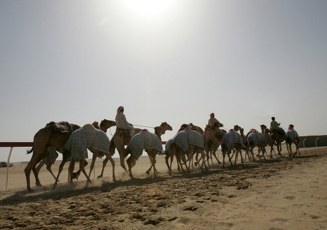 Camel Riders Prepare Their Camels During Editorial Stock Photo - Stock ...