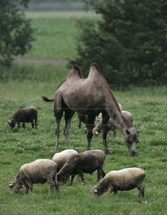 Bactrian Camel Joined By Other Farm Editorial Stock Photo - Stock Image ...