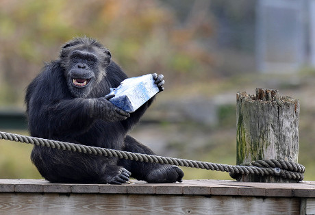 Chimpanzee Opens Christmas Present Christmas Chimps Editorial Stock ...