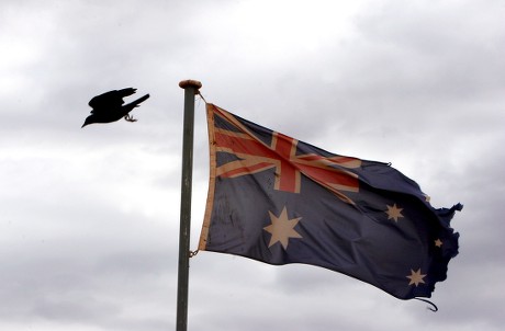 Black Crow Dives Off Flag Pole Editorial Stock Photo - Stock Image ...