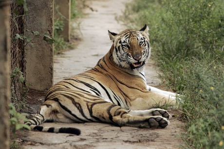Tiger Xiongsen Bear Tiger Mountain Village Editorial Stock Photo ...