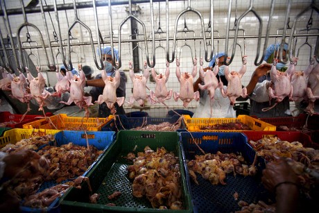 Egyptian Worker Prepares Chicken Slaughter House Editorial Stock Photo ...