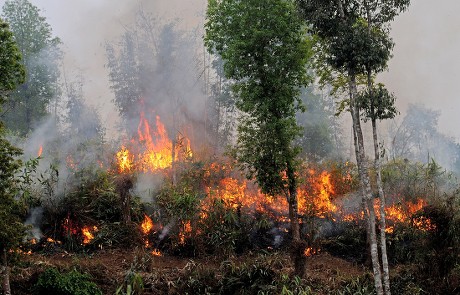 Jhum Field Being Prepared By Setting Editorial Stock Photo - Stock ...