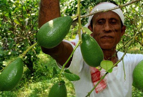 Assamese Farmer Inspects Lemons His Lemon Editorial Stock Photo - Stock ...