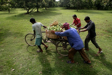 Indian Farmers Transport Mango Full Buckets Editorial Stock Photo ...