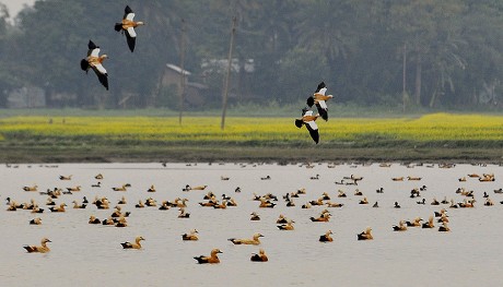Rudishel Ducks Photographed Murkata Village Morigaon Editorial Stock ...