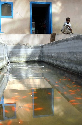 Indian Ornamental Fish Breeding Tank House Editorial Stock Photo ...