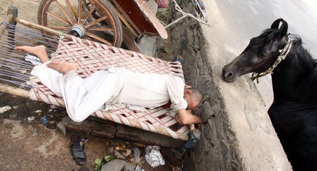 Indian Horse Cart Worker Sleeps Stable Editorial Stock Photo - Stock ...