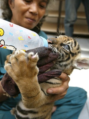Boy Looks Baby Sumatran Tiger Kushi Editorial Stock Photo - Stock Image ...