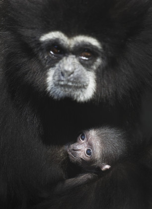 Bettina 32year Old Gibbon Holds Her Editorial Stock Photo - Stock Image ...