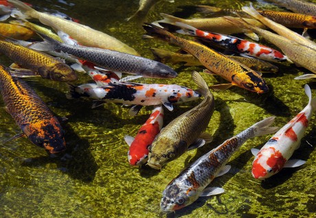 Ornamental Carps Koi Seen Pond Japanese Editorial Stock Photo - Stock ...