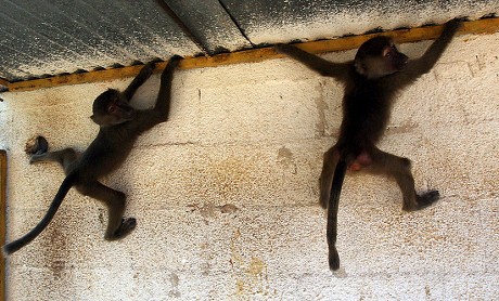 Baboons Climb Inside Their Enclosure Heaven Editorial Stock Photo ...