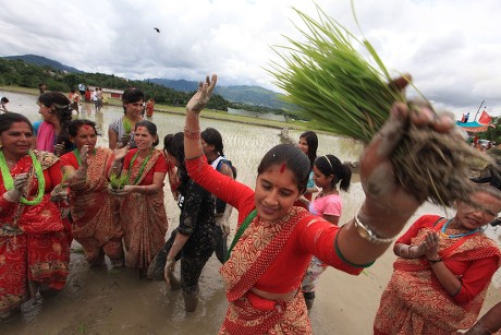 Nepalese Farmers Sing Dance Paddy Field Editorial Stock Photo - Stock ...