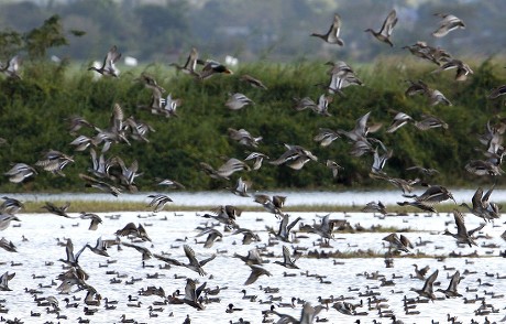 Thousands Wild Ducks Fly Float On Editorial Stock Photo - Stock Image ...