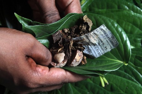 Sri Lankan Betel Vendor Holds Complete Editorial Stock Photo - Stock ...