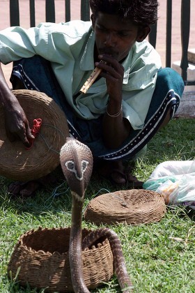 Snake Charmer Blows His Flute While Editorial Stock Photo - Stock Image ...