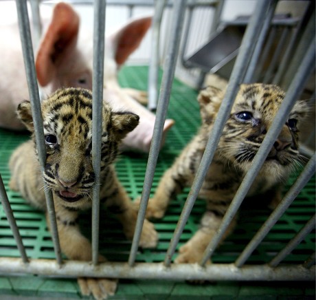 Two Tiger Cubs Two Piglets Suck Editorial Stock Photo - Stock Image ...